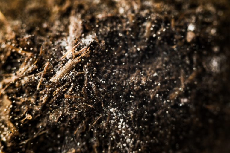 Is It Safe To Use Moldy Potting Soil?