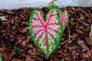 How To Propagate Elephant Ear Plants In 4 Easy Steps