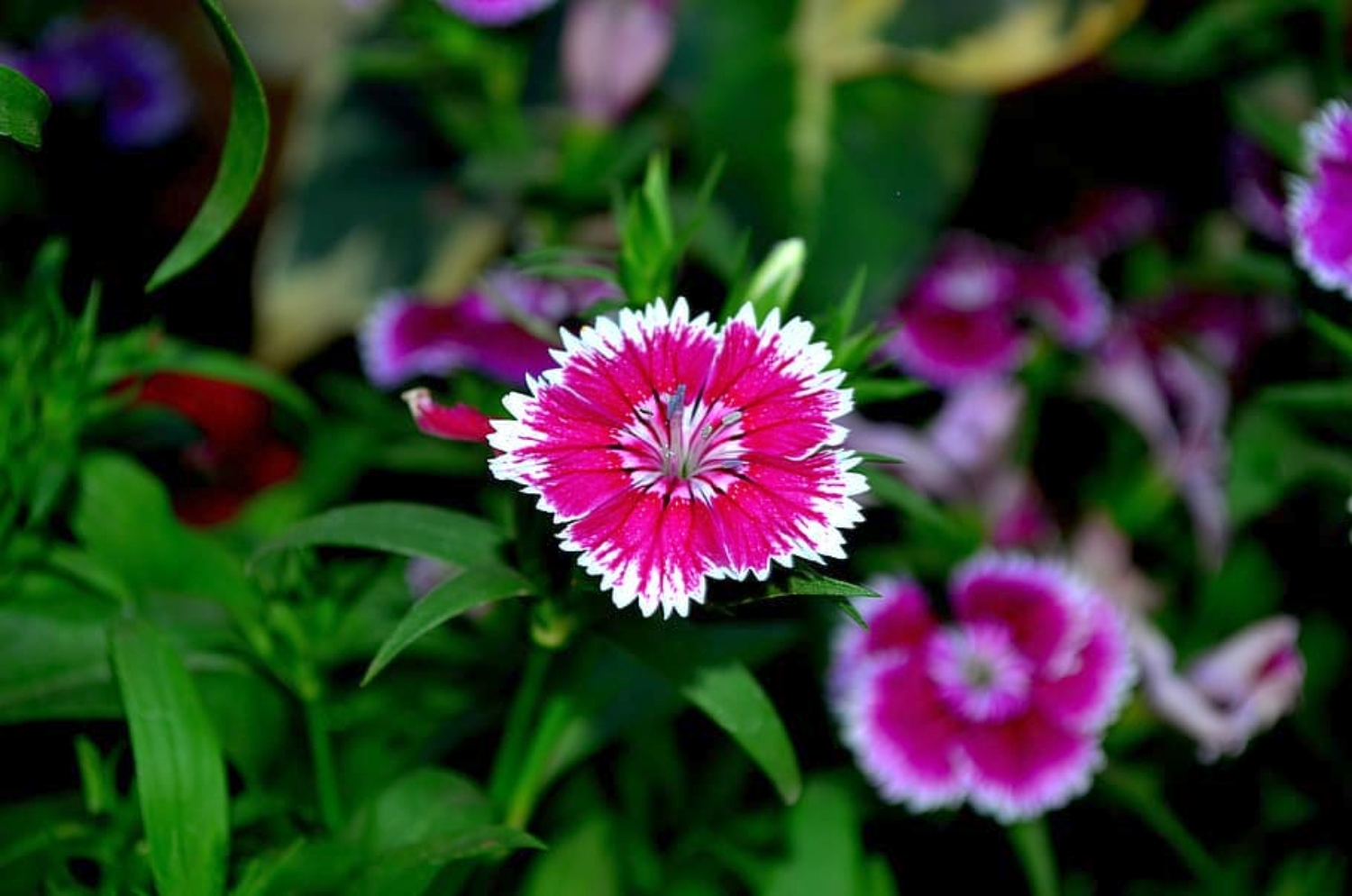 15 Low-Growing Perennials For Walkways, Edges, And Flower Beds