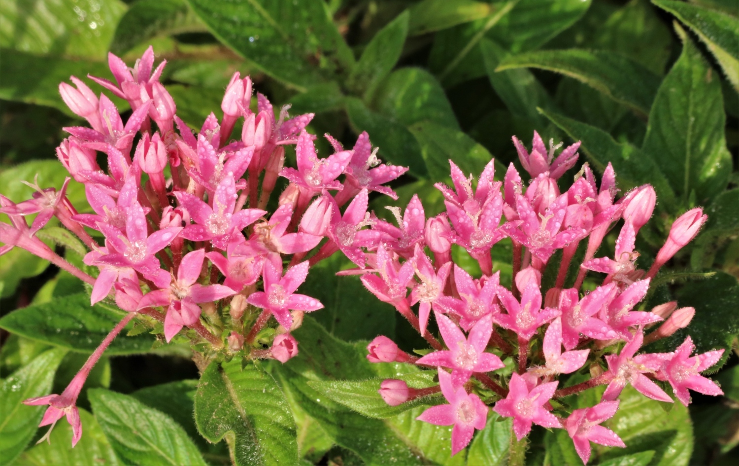 13 Star-Shaped Flowers For Your Garden
