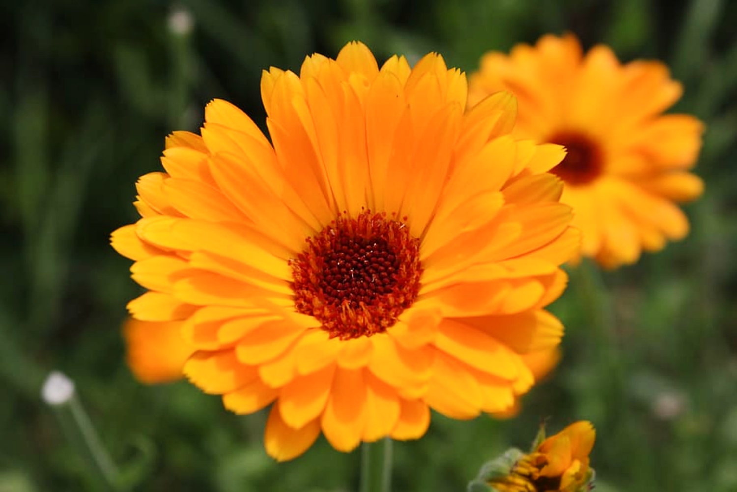 13 Flowers That Look Like Daisies