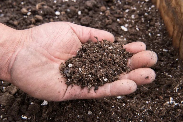 Horticultural Sand: What It Is And When To Use It In The Garden