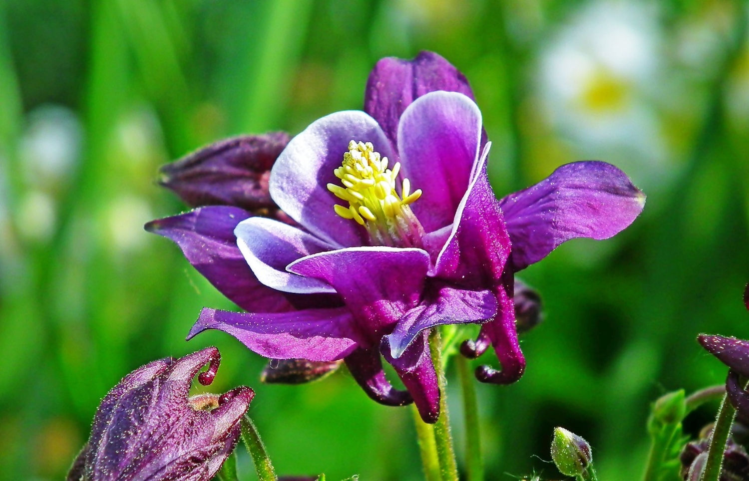 16 Beautiful Bell-Shaped Flowers For Your Garden