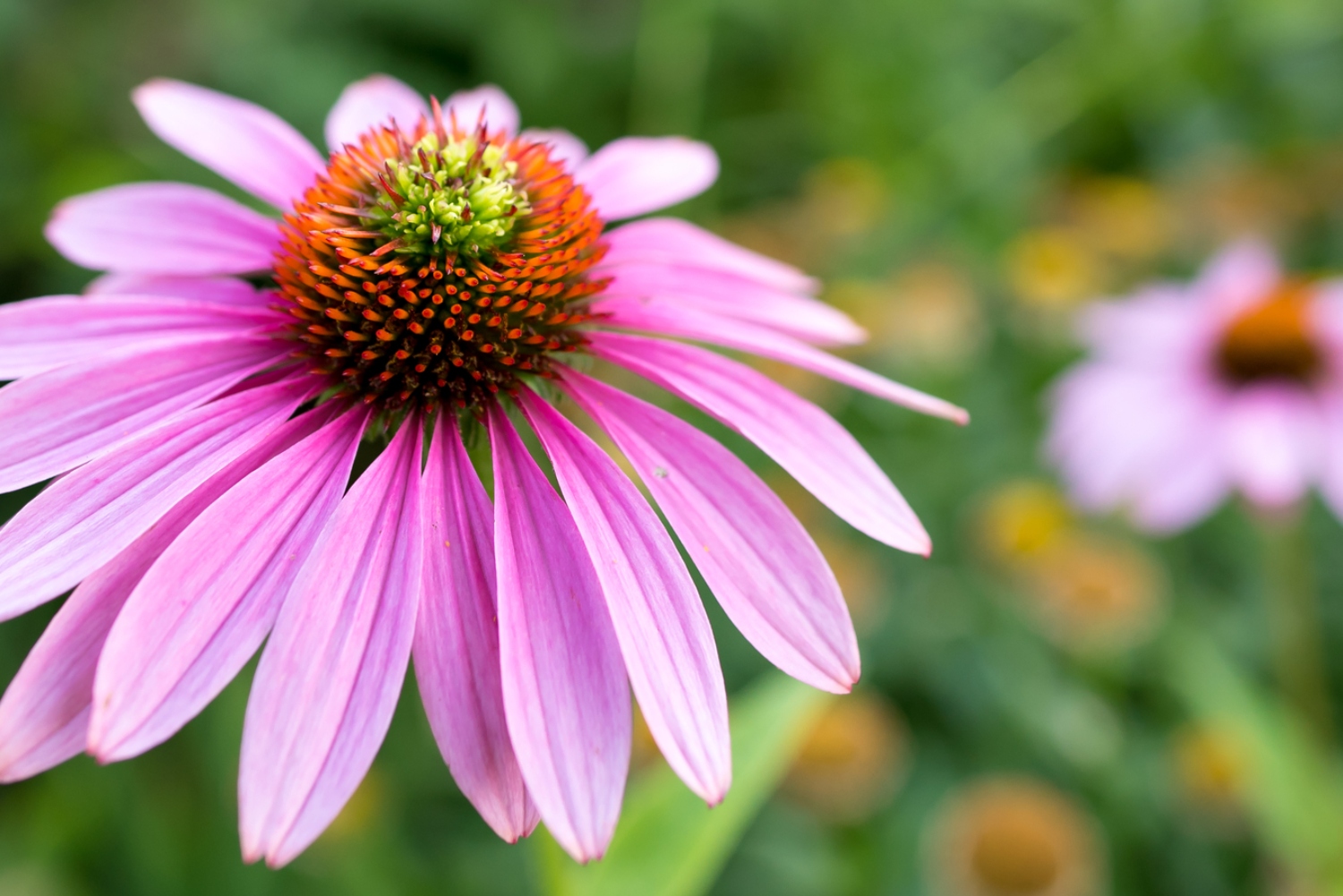 13 Flowers That Look Like Daisies