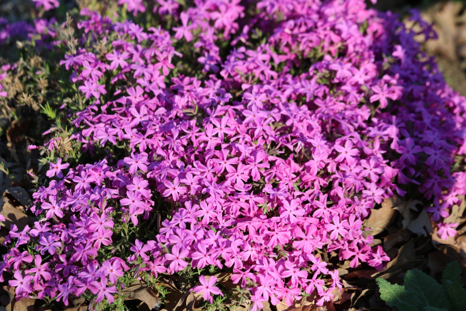 15 Low-Growing Perennials For Walkways, Edges, And Flower Beds