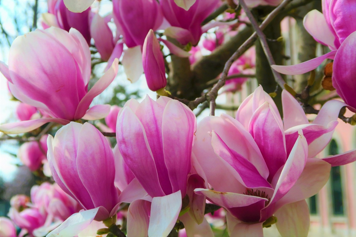 11 Beautiful Purple Flowering Trees For Your Yard