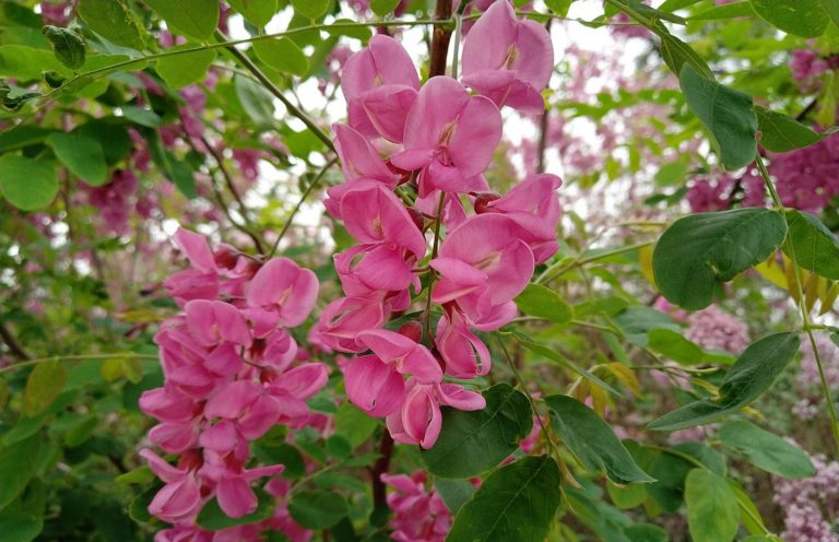 11 Beautiful Purple Flowering Trees For Your Yard