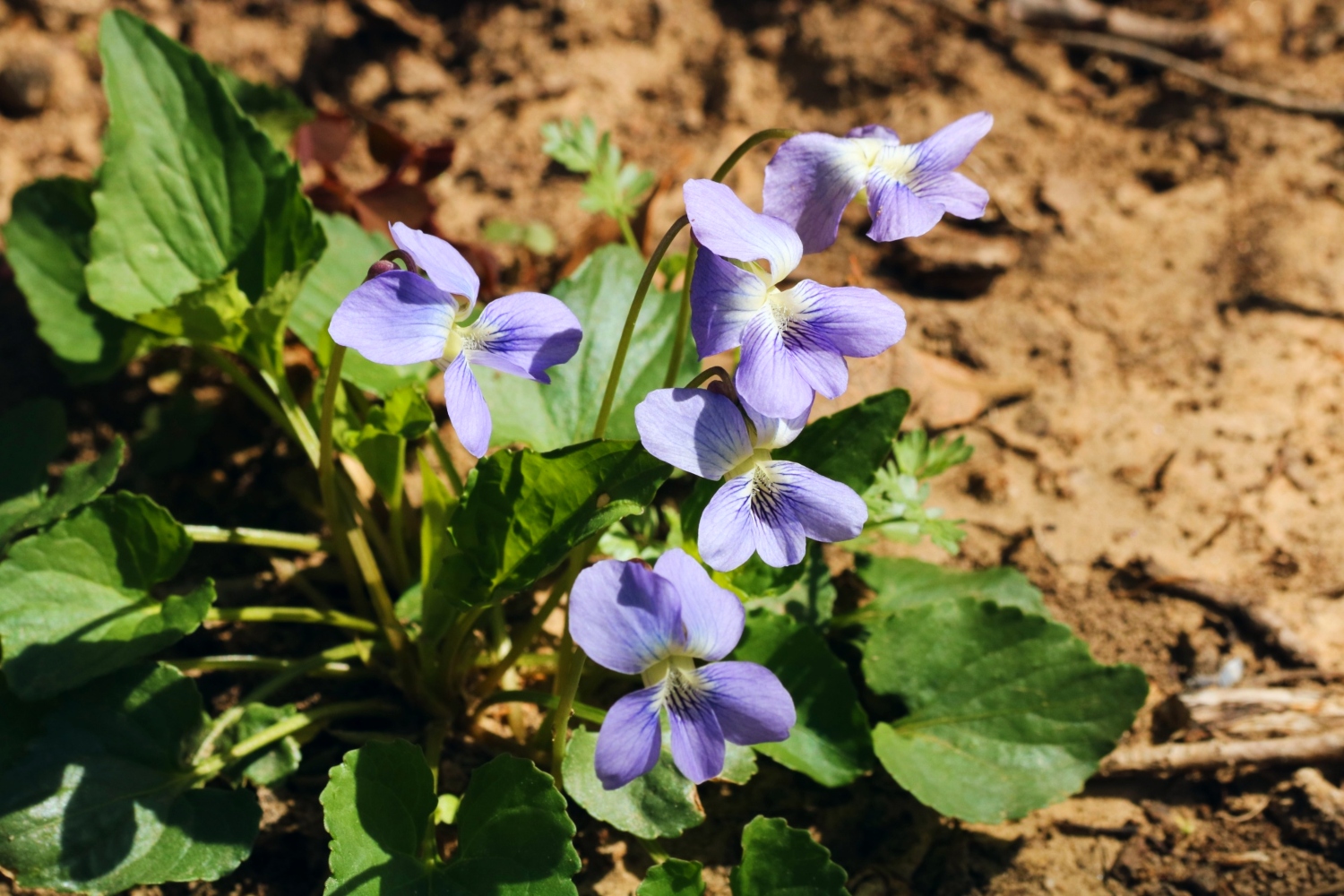 15 Weeds With Purple Flowers