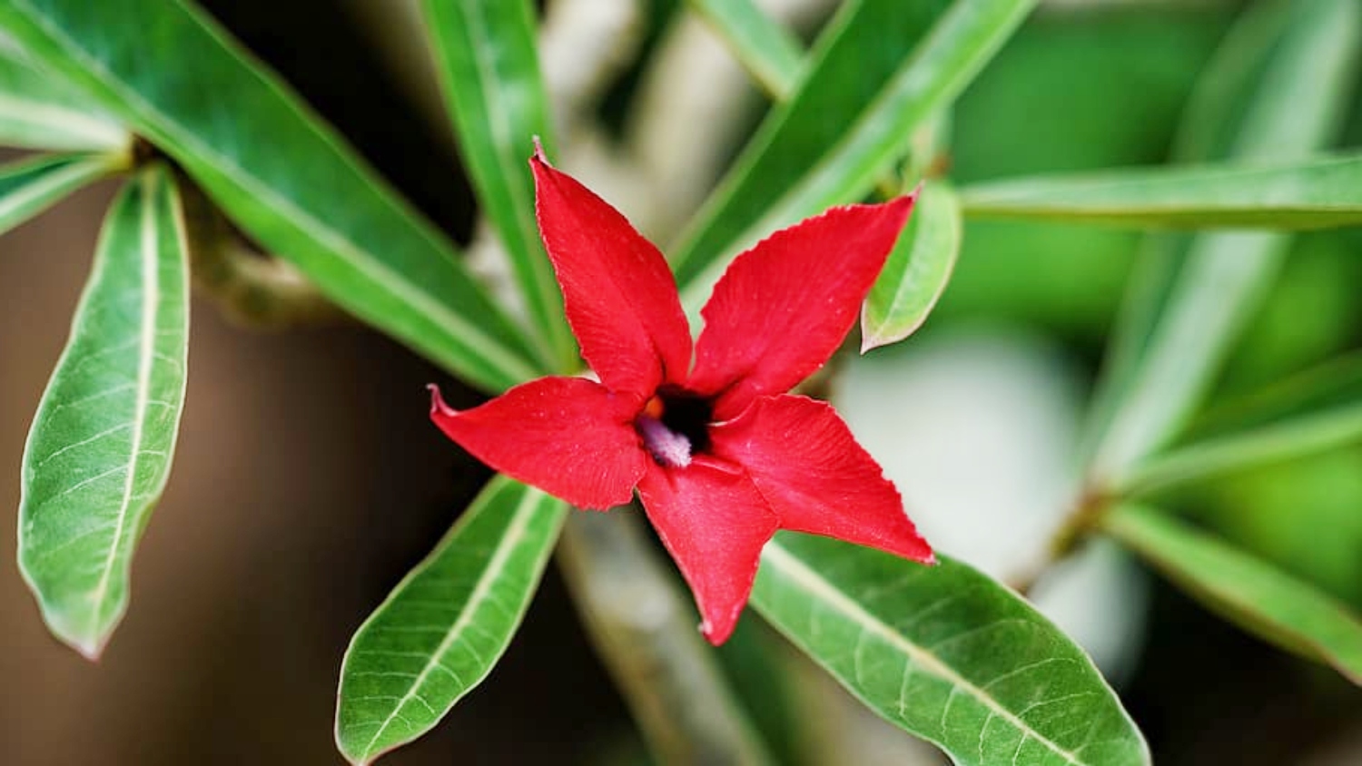 13 Star-Shaped Flowers For Your Garden