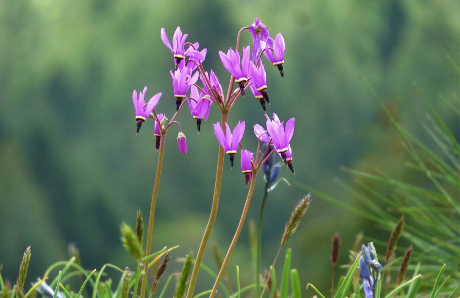 13 Star-Shaped Flowers For Your Garden