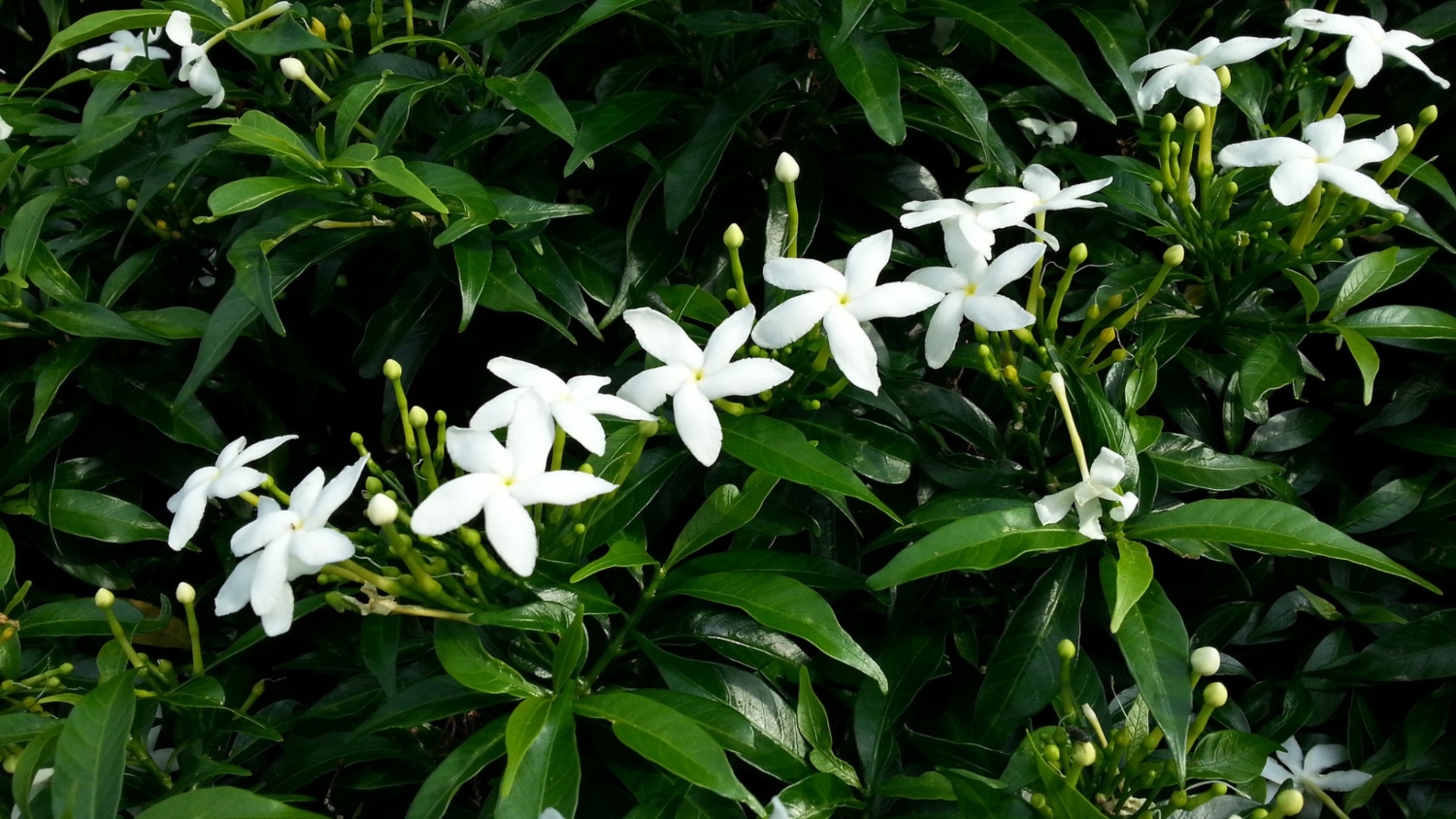 13 Star-Shaped Flowers For Your Garden