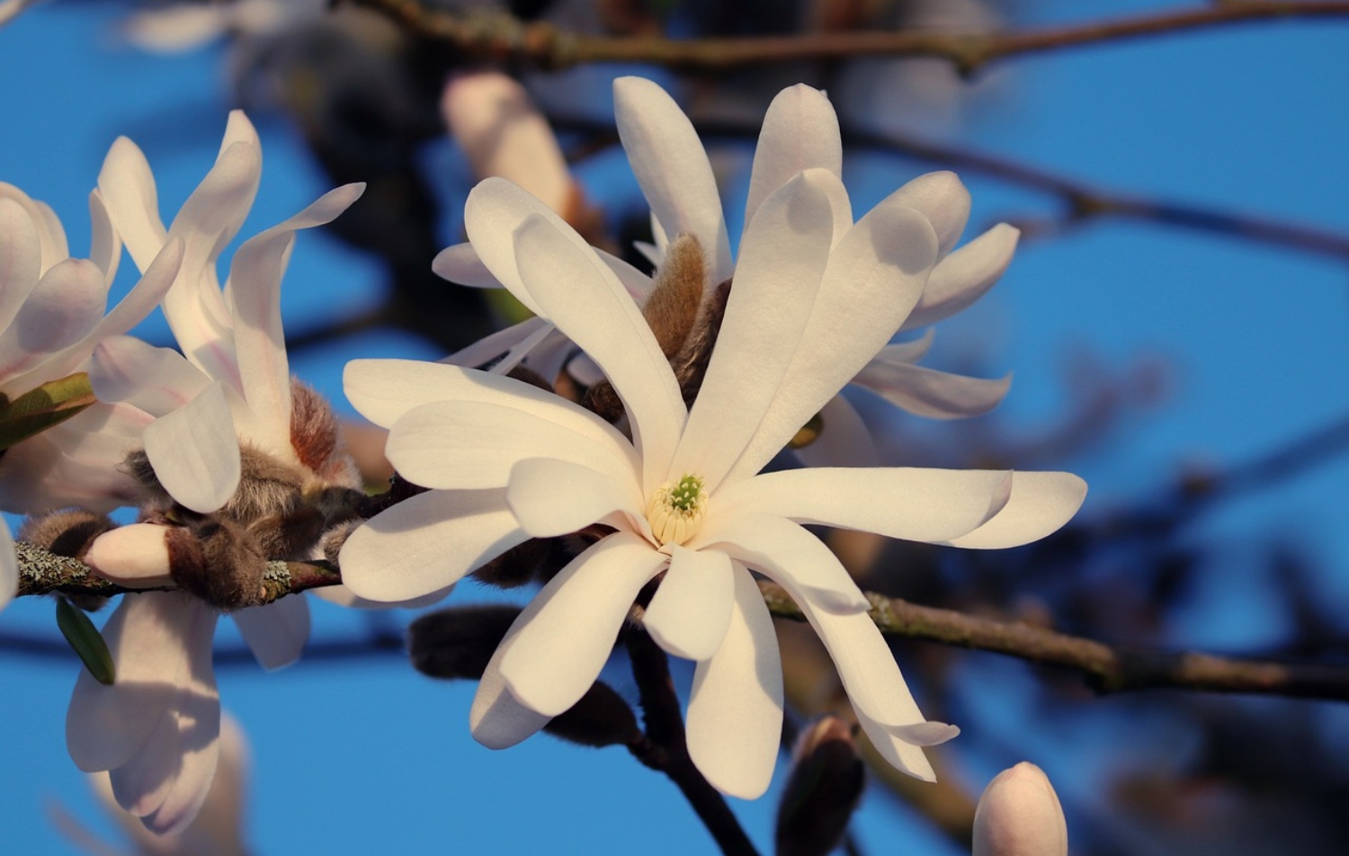 13 Star-Shaped Flowers For Your Garden