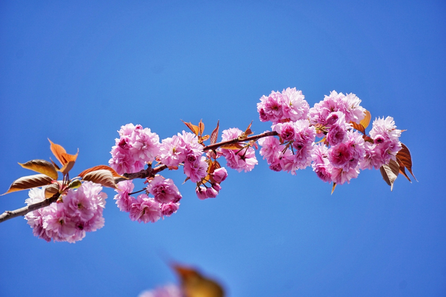 11 Beautiful Purple Flowering Trees For Your Yard