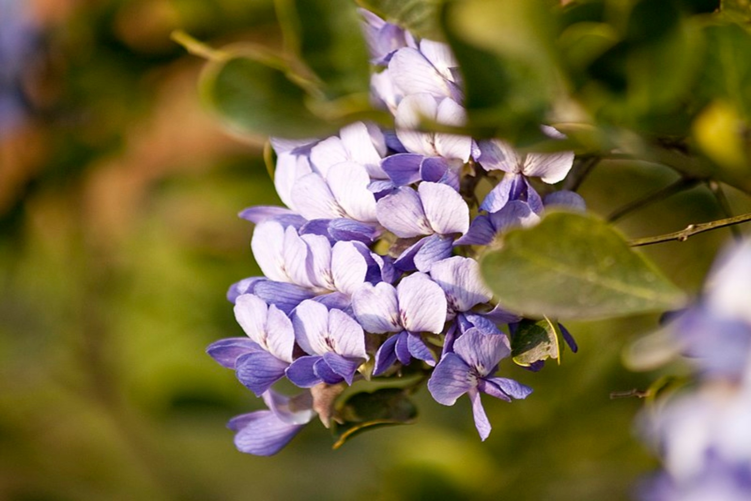 11 Beautiful Purple Flowering Trees For Your Yard