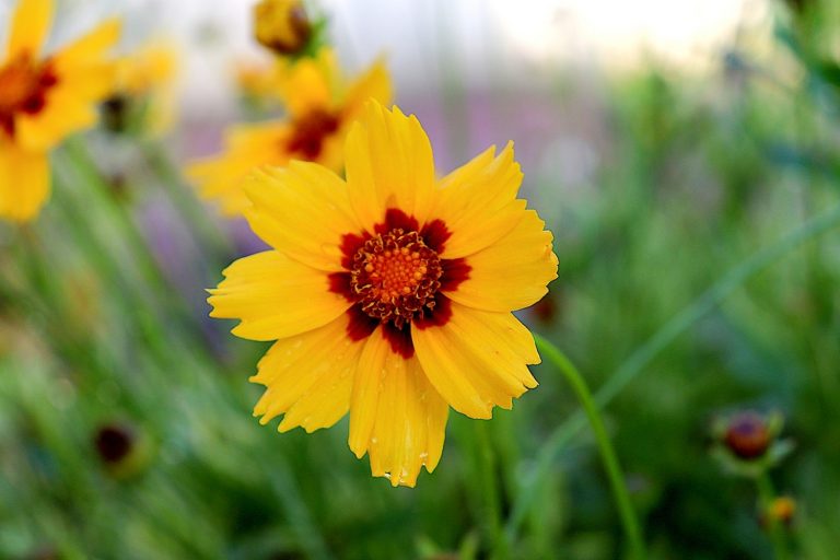 15 Low-Growing Perennials For Walkways, Edges, And Flower Beds