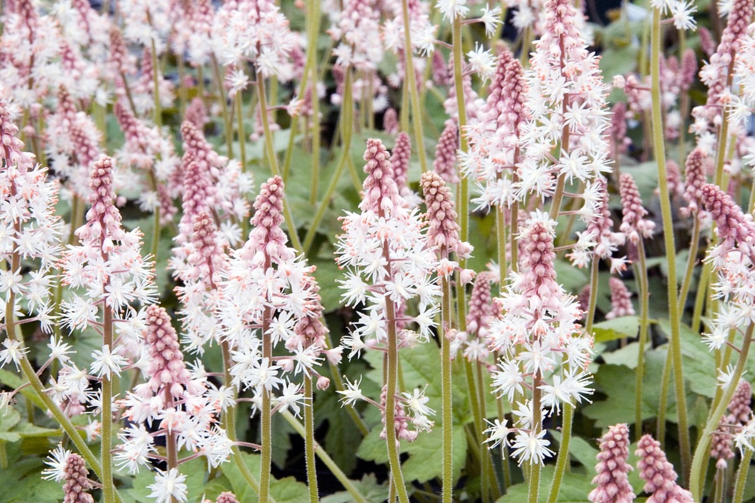 15 Low-Growing Perennials For Walkways, Edges, And Flower Beds