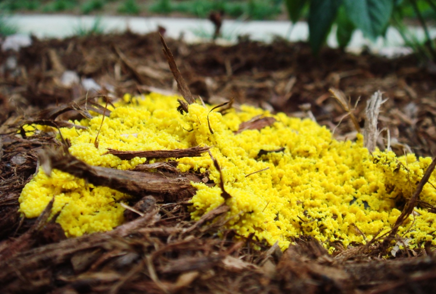 Yellow Fungus In Plant Soil — What Is It?