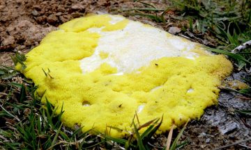 Yellow Fungus In Plant Soil — What Is It?