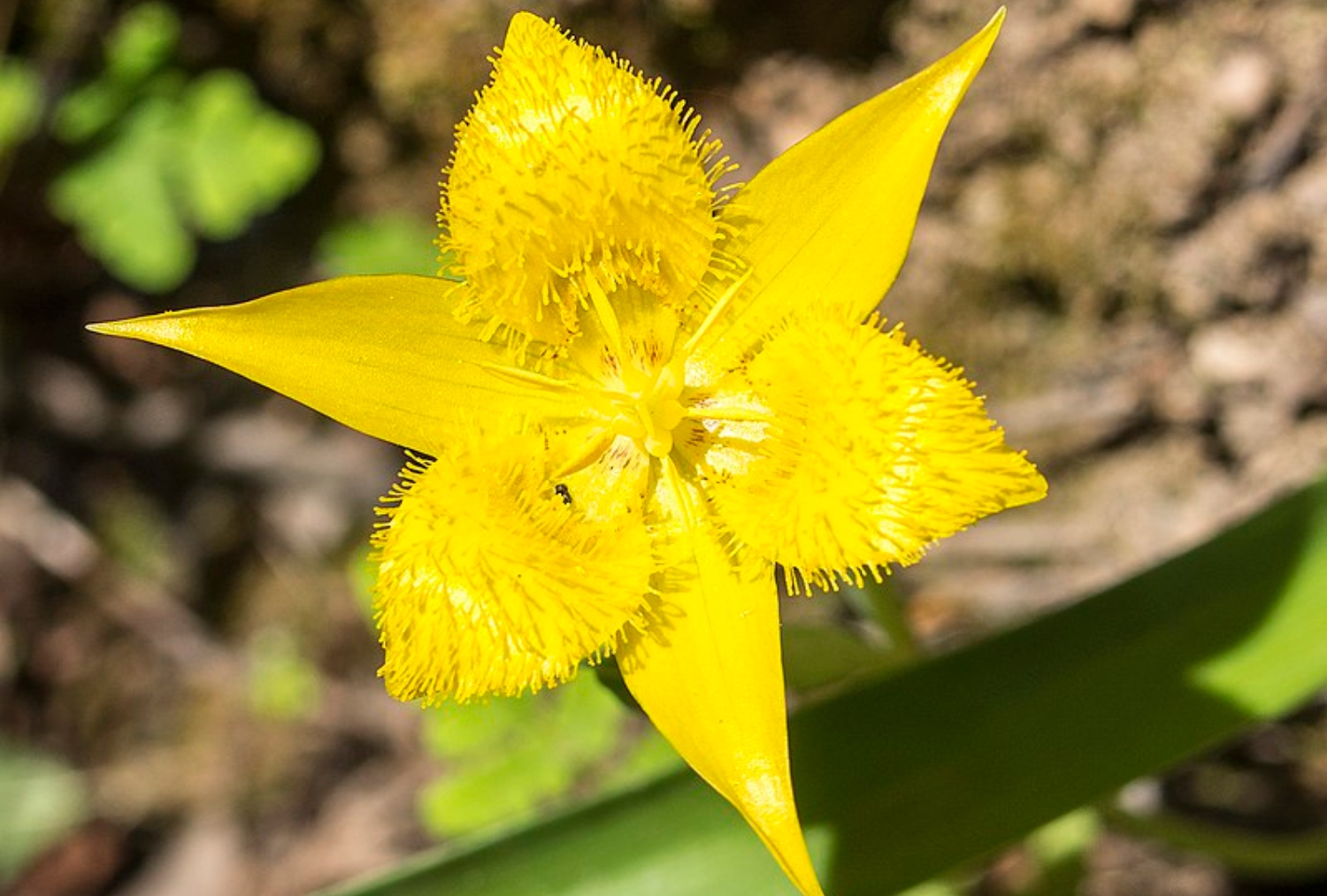 13 Star-Shaped Flowers For Your Garden