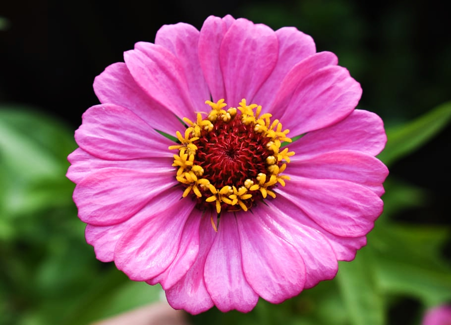 13 Flowers That Look Like Daisies
