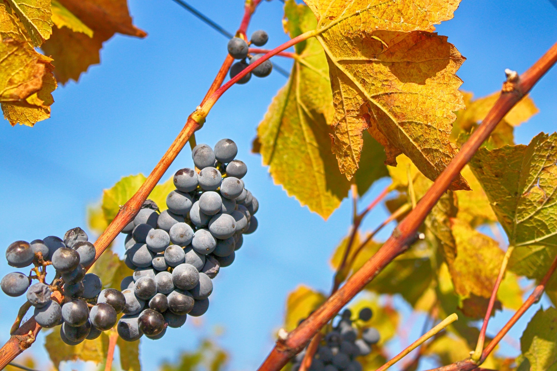 14 Fruit Vines To Grow In Your Garden This Season