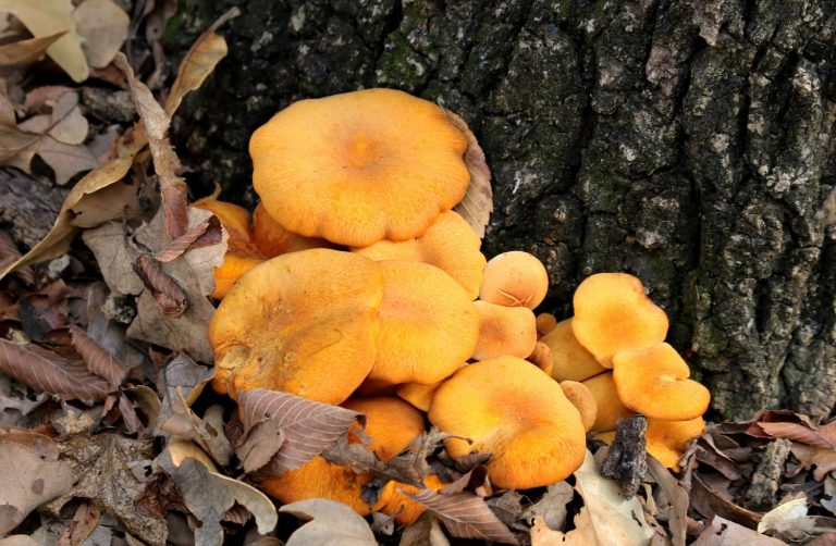 Orange Mushrooms In Your Yard — What Are They?