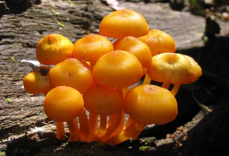 Orange Mushrooms In Your Yard — What Are They?