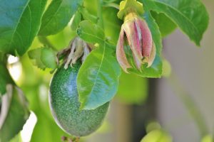 14 Fruit Vines To Grow In Your Garden This Season