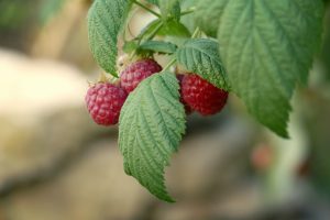 14 Fruit Vines To Grow In Your Garden This Season