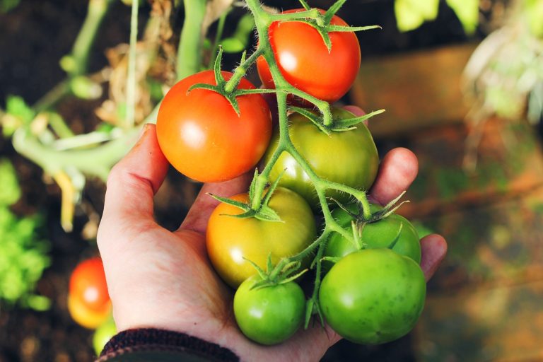 7 Benefits Of Using Fish Fertilizer In Your Garden