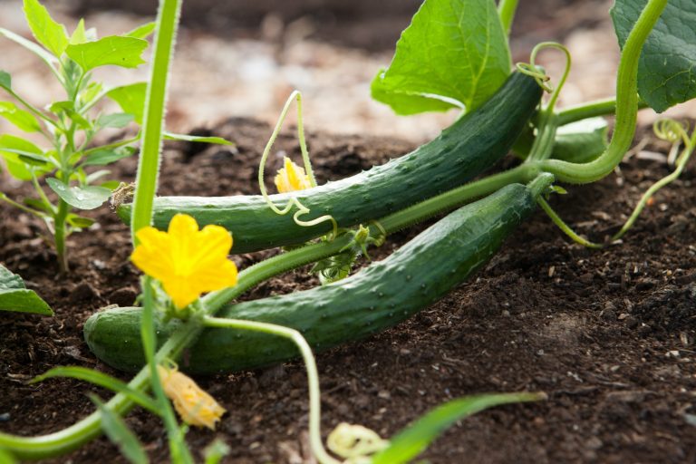 14 Fruit Vines To Grow In Your Garden This Season