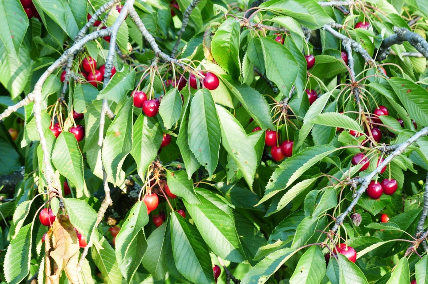 16 Fastest Growing Fruit Trees For Your Garden Orchard
