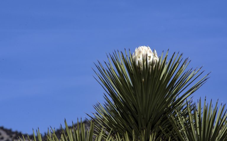 Yucca Flowers — How To Get Your Yucca To Blossom