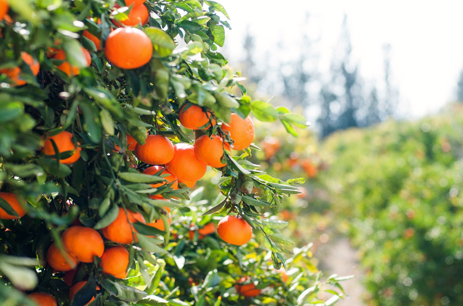 16 Fastest Growing Fruit Trees For Your Garden Orchard