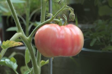 35 Best Tasting Tomatoes To Grow In Your Garden