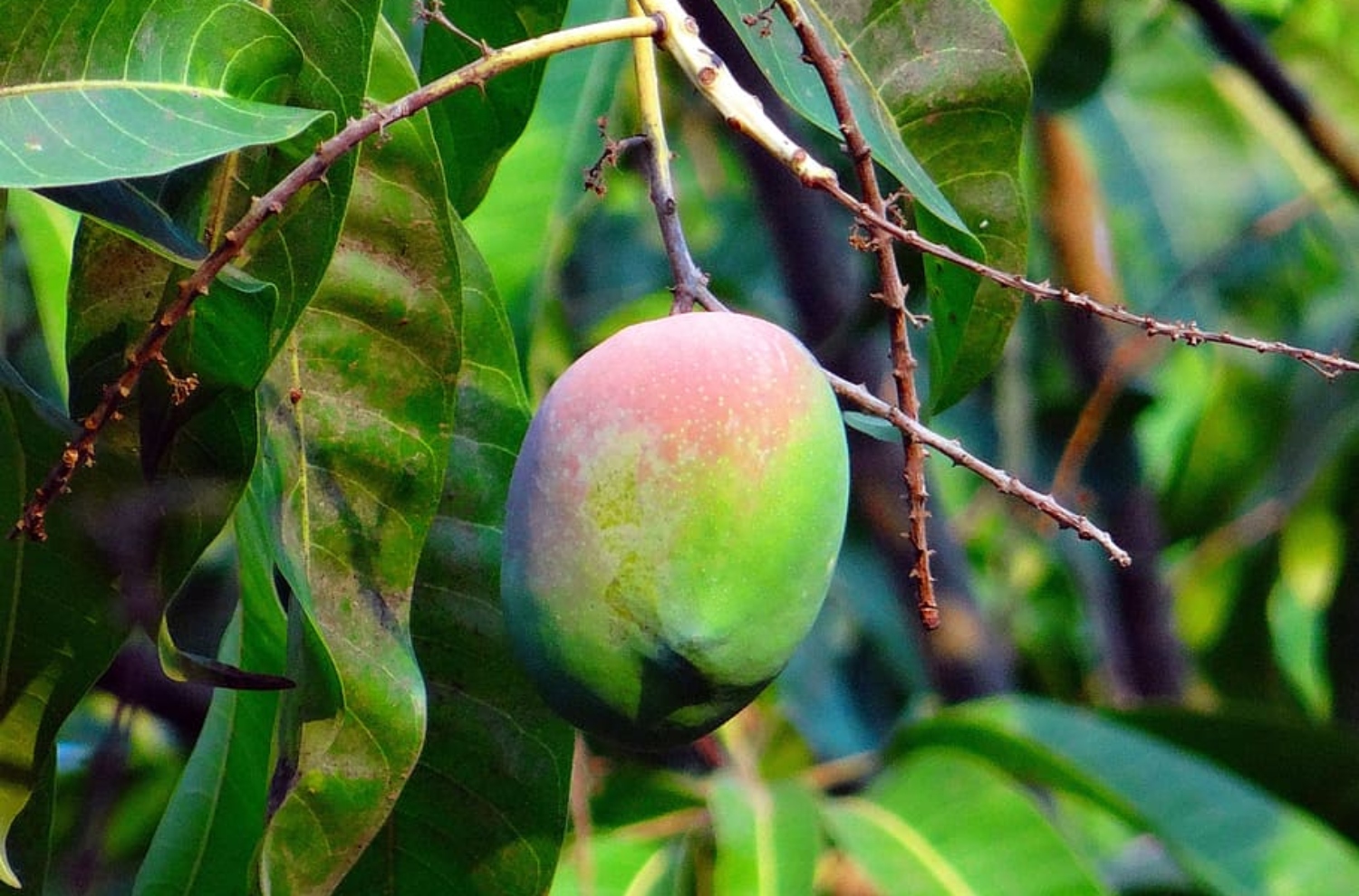 16 Fastest Growing Fruit Trees For Your Garden Orchard