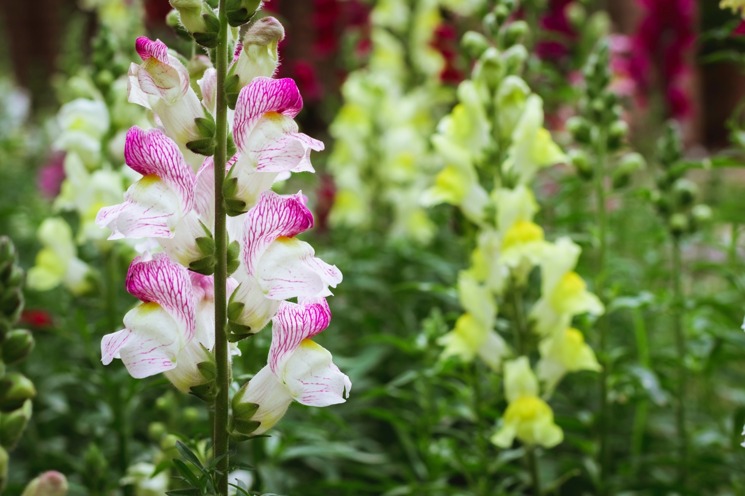How To Deadhead Snapdragons In 3 Easy Steps
