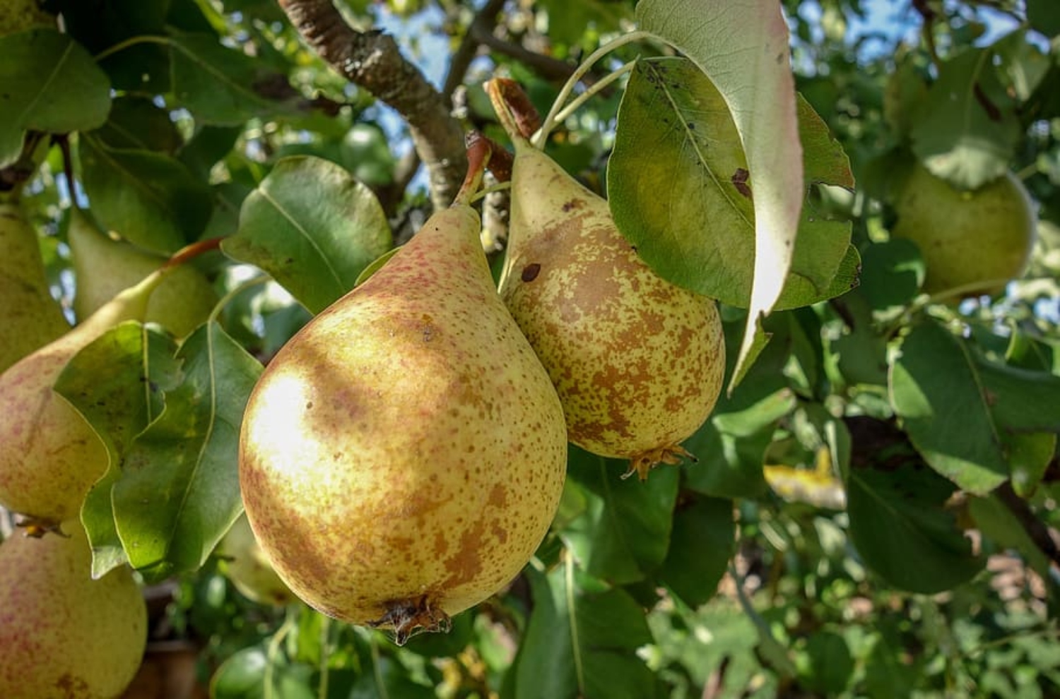 16 Fastest Growing Fruit Trees For Your Garden Orchard