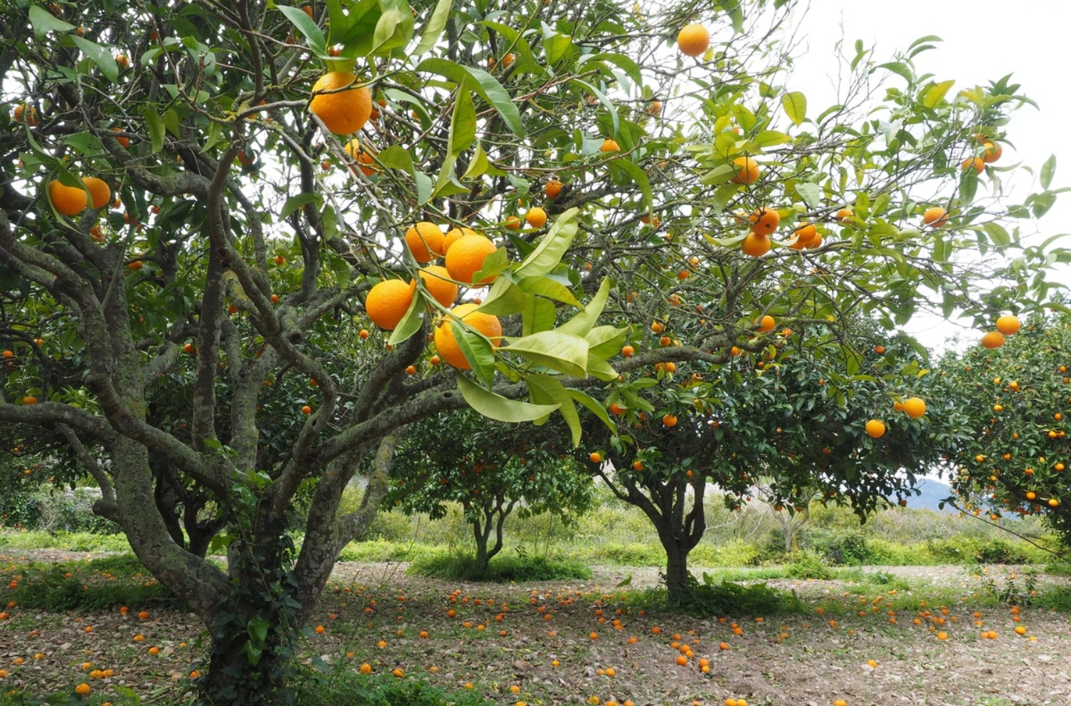 16 Fastest Growing Fruit Trees For Your Garden Orchard