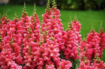 How To Deadhead Snapdragons In 3 Easy Steps