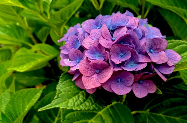 The Ultimate Guide To Using Cedar Mulch In Gardens
