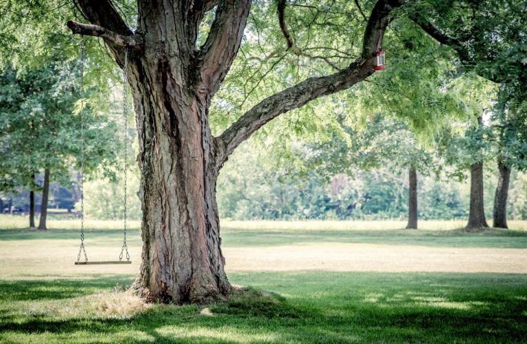 The Ultimate Guide To Using Cedar Mulch In Gardens