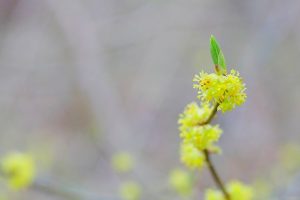 Spice Berries — Can You Eat These Backyard Berries?
