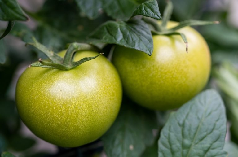 35 Best Tasting Tomatoes To Grow In Your Garden