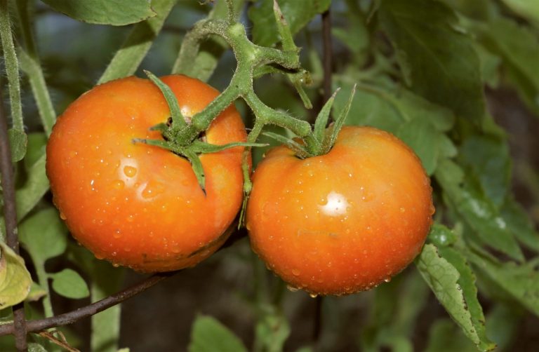 35 Best Tasting Tomatoes To Grow In Your Garden