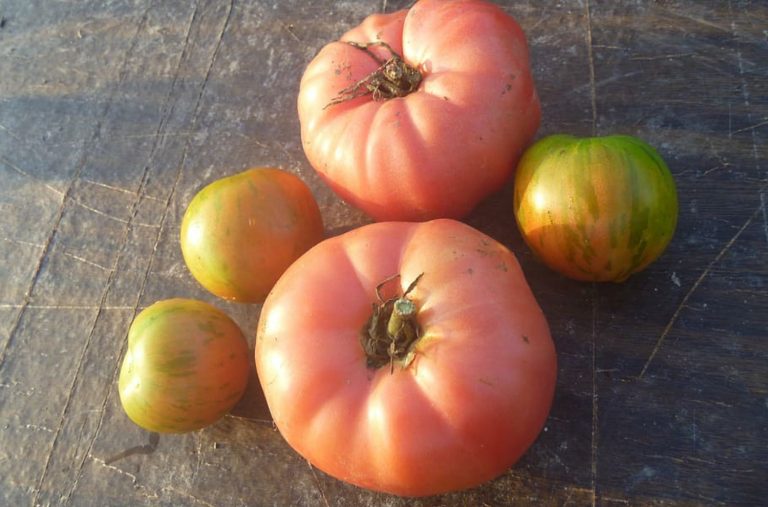 35 Best Tasting Tomatoes To Grow In Your Garden