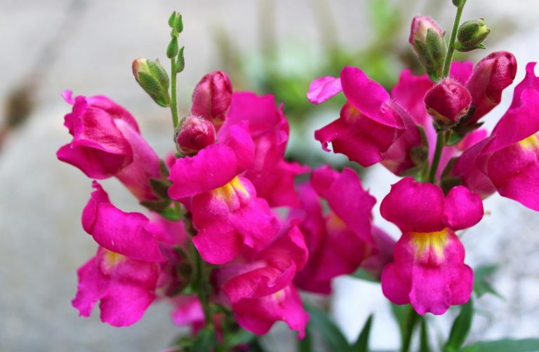 How To Deadhead Snapdragons In 3 Easy Steps