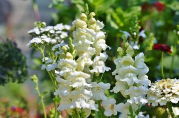 How To Deadhead Snapdragons In 3 Easy Steps