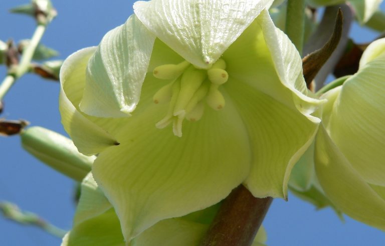 Yucca Flowers — How To Get Your Yucca To Blossom