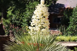 Yucca Flowers — How To Get Your Yucca To Blossom
